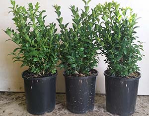 English Box Hedge Plants wholesale