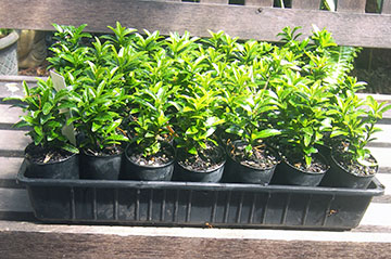 English Box Hedge Plants wholesale