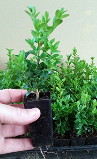 English Box Hedge Plants wholesale
